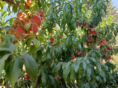 White Peaches And Bartlett Pears Now Available At Bells Orchard Tri County Farms