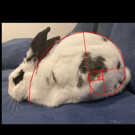 Fibonacci Bunny R Rabbits