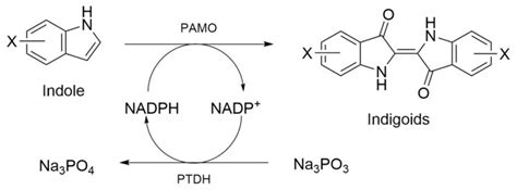 Discovery Of New Phenylacetone Monooxygenase Variants For The Development Of Substituted