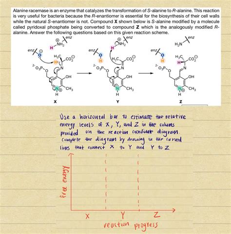 Solved Alanine Racemase Is An Enzyme That Catalyzes The