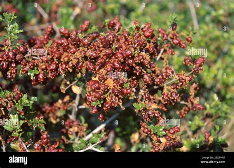 Red Galls Of Insect Cynipidae Plagiotrochus Quercusilicis On Kermes Quercus Coccifera This