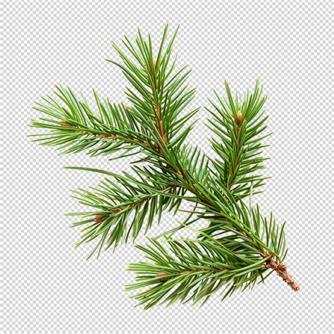Premium Psd A Branch Of A Pine Tree With A Green Branch On It