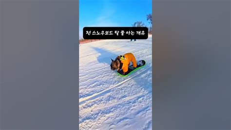 스노우보드를 타고 속도를 즐길 줄 아는 개유 하지만 적당할 때 멈출 줄도 아는 개유 Youtube