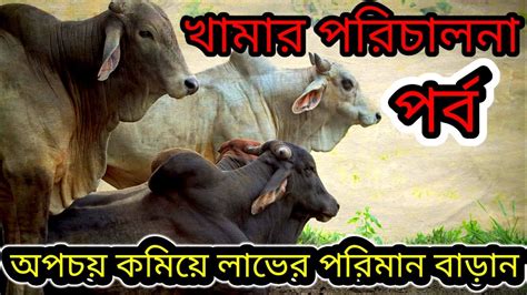 গরু পালনে অপচয় কমিয়ে লাভবান হওয়ার উপায়। Youtube