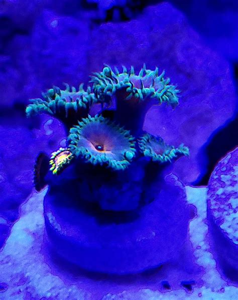 Nano Build Pico Pico The 3 Gallon Experiment Reef2reef