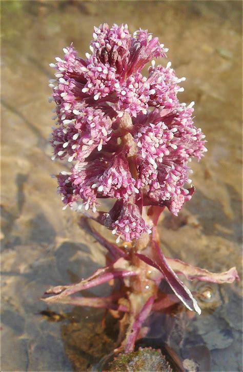 Petasites hybridus - Изображение растения - Плантариум