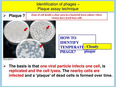 PPT ISOLATION QUANTIFICATION AND Identification OF VIRUSES PowerPoint Presentation ID