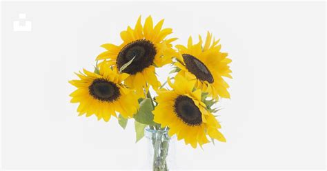 투명 유리 꽃병에 노란 해바라기 4 개 사진 Unsplash의 무료 해바라기 이미지