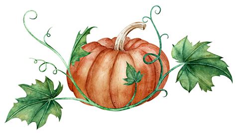 오렌지 호박과 녹색 잎의 수채화 구성 가을 일러스트레이션 신데렐라에 대한 스톡 벡터 아트 및 기타 이미지 신데렐라 수채화 호박 조롱박과 식물 Istock