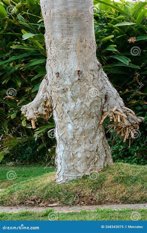 Tree Pareidolia In The Shape Of A Person Stock Image Image Of Finding Tree 268343075