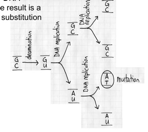 Bio 207 Part C Mutations Flashcards Quizlet