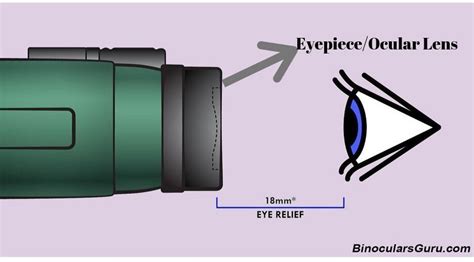 What Are The Different Parts Of A Binocular The Ultimate Guide