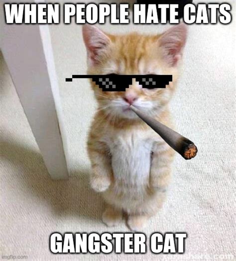 Thug Cat Memes Gangster Cat 9gag