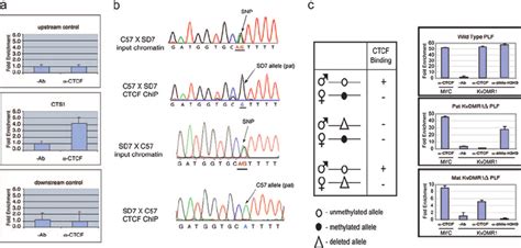 Ctcf Binds To The Unmethylated Paternal Allele Of Kvdmr1 In Vivo A