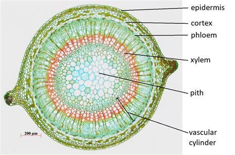 4 2 Internal Anatomy Of The Primary Stem Biology Libretexts