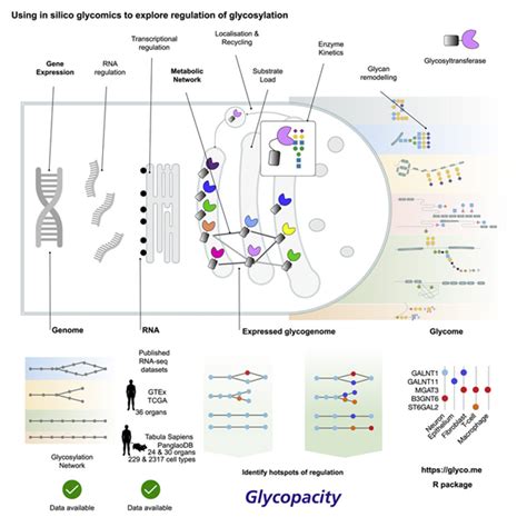 和糖悦色 单细胞糖基化的历程 知乎
