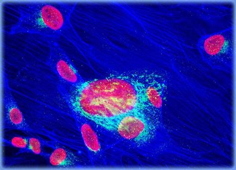Rat Jejunum Myenteric Plexus Enteroglial Cells Egcpk060399egfr Line