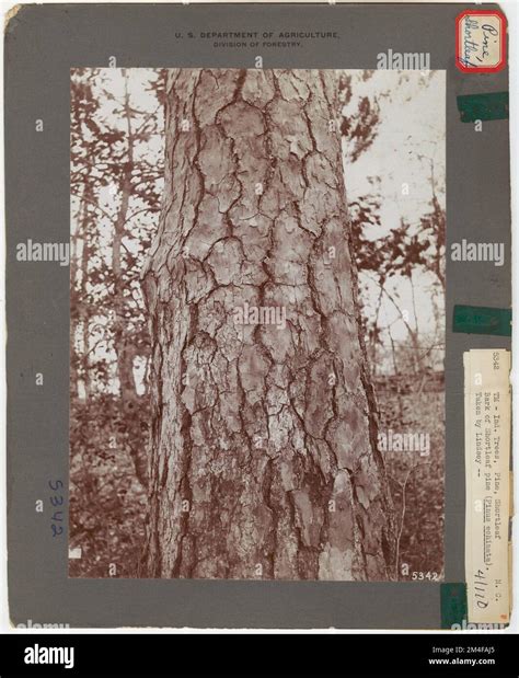 Tree Identification Pine Shortleaf Photographs Relating To National