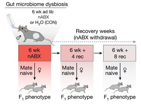 사이테크 수컷 생쥐의 장내 미생물 새끼 건강에 큰 영향 나무뉴스