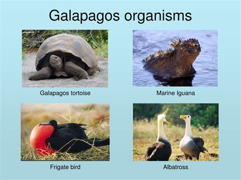 PPT Chapter 15 Darwins Theory Of Evolution PowerPoint Presentation
