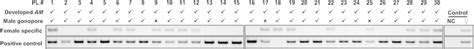 Appendix Masculina Development Male Gonopores And A Female Specific
