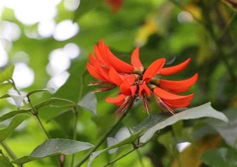 春到人间草木知—刺桐 中国科学院华南植物园