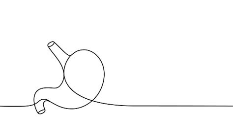 인간의 위장 한 줄 연속 그리기 인간 장기 연속 한 줄 그림 벡터 미니멀리스트 선형 일러스트레이션 위에 대한 스톡 벡터 아트 및