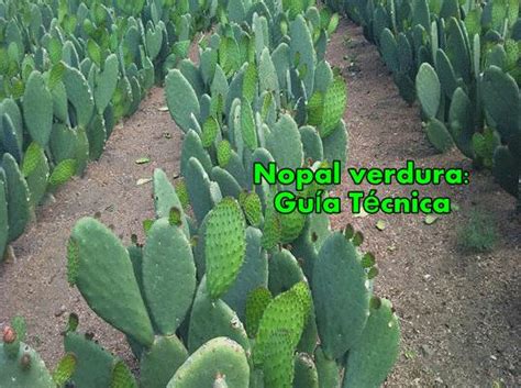 Nopal Verdura Guía Técnica Agroproyectos