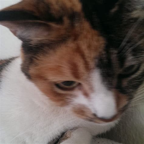 Daniel Sauser Eu Nein Danke Deutschland Nein Danke Facebook