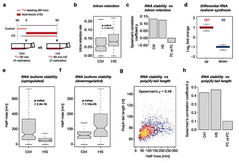 Nano Id Monitors Rna Isoform Dynamics During Heat Shock A