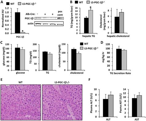 Liver Specific Deletion Of Pgc 1b [a] The Graph Shows The Expression Download Scientific