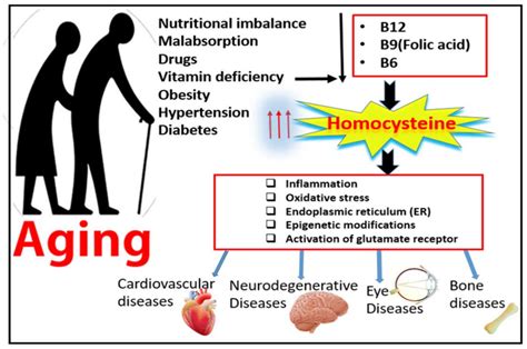 Lower Homocysteine Levels With Supplements Diet Lifestyle