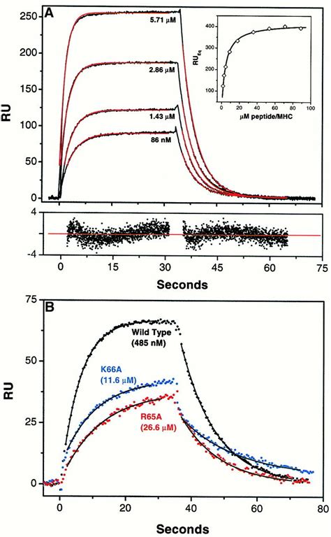 Representative Biacore Binding Data A Full Kinetic Dataset For The