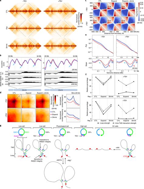 Intra Tad Interactions Remain After Nuclear Expansion And Download Scientific Diagram