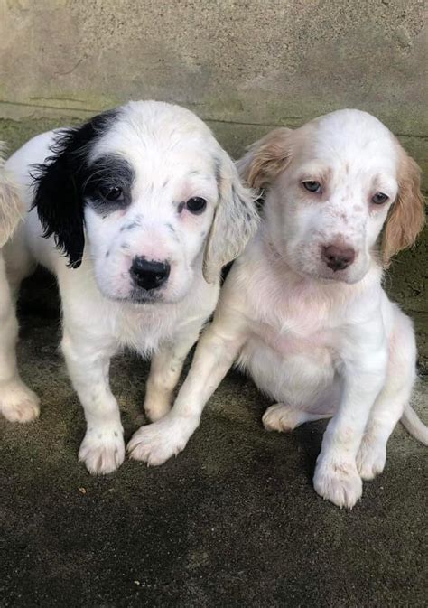 პატარა ჯიშის ლეკვების გასხვისება გაჩუქება🐕🐕‍🦺🦮🥰 სხვისდება სუფთა სისხლის ინგლისური სეტერის