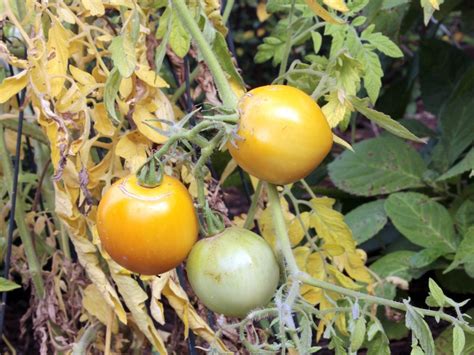 Nitrogen Deficiency In Tomato Plants