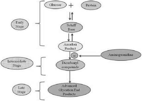 Formation Of Advanced Glycation End Products In Three Stages Ie