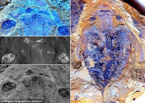 Scientists Discover A 520 Million Year Old Brain Neural Structure