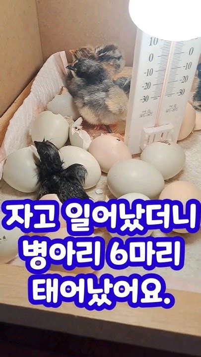 청계병아리부화 병아리 키우기 Youtube