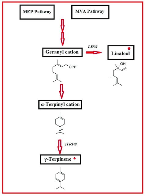 Conversion Of Geranyl Diphosphate To S Linalool By Lins And To Other Download Scientific