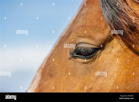 Horse Eye View Meaning At Matilda Mullan Blog