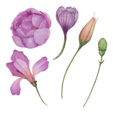 수채화 꽃 세트 다양한 꽃 봉오리와 피는 꽃 그림 장식 요소 디자인 프리미엄 벡터