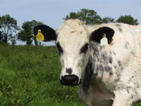 Pixie She Looks Just Like Her Sister Marble Rmodernmoo