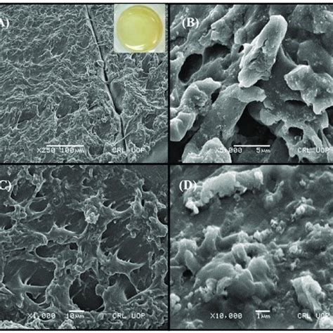 macro morphological structure embedded image sem analysis of a b