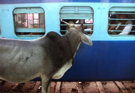 The Tale Of The Indian Rail Cow