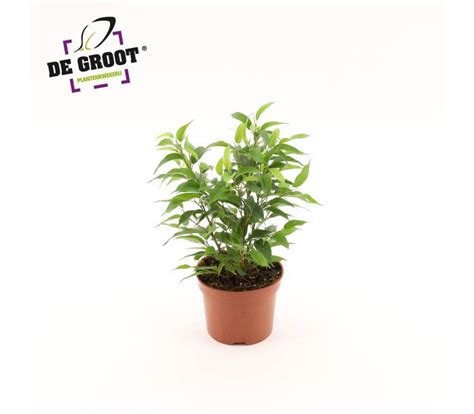 Ficus Benj Natasja Green Solutions