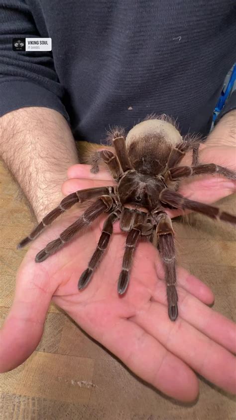 The Goliath Bird Eating Tarantula Is A True Giant Of The Spider World Known For Their