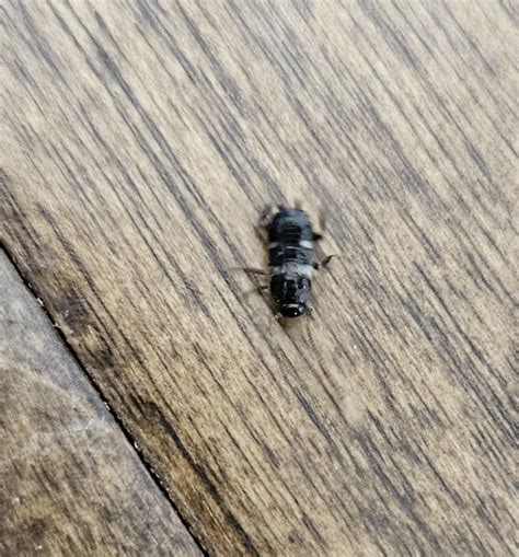 Roach R Whatsthisbug