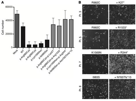 Secondary Loss Offunction Mutations Rescue The Growth Repressive Download Scientific Diagram