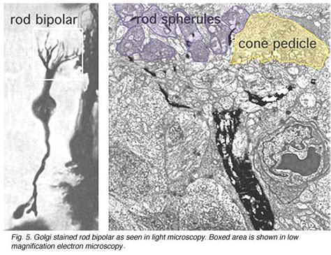 Outer Plexiform Layer By Helga Kolb Webvision